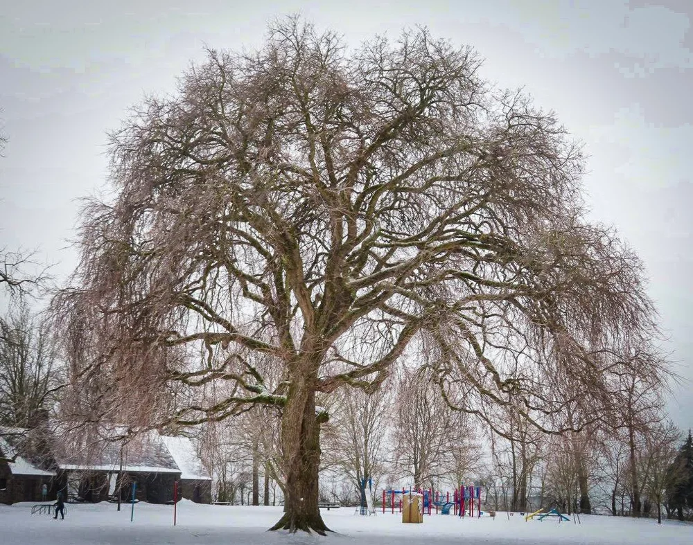 Understanding our Trees — Casey Clapp