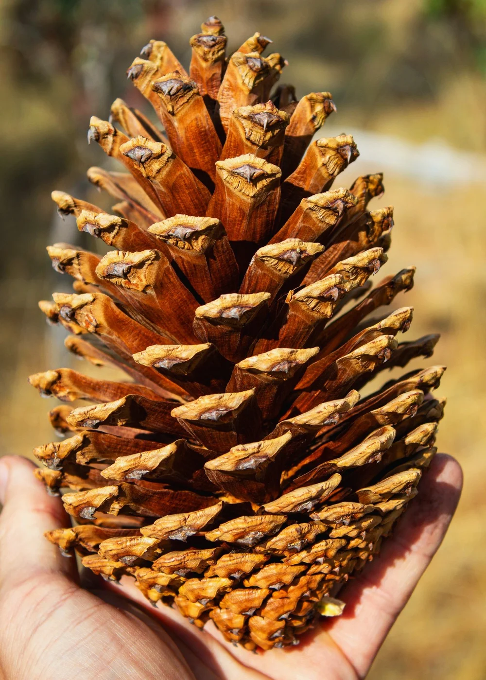 What I Do — Casey Clapp