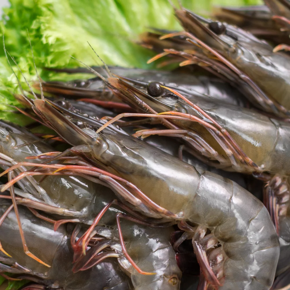 Malaysia's Tiger Prawn Supplier
