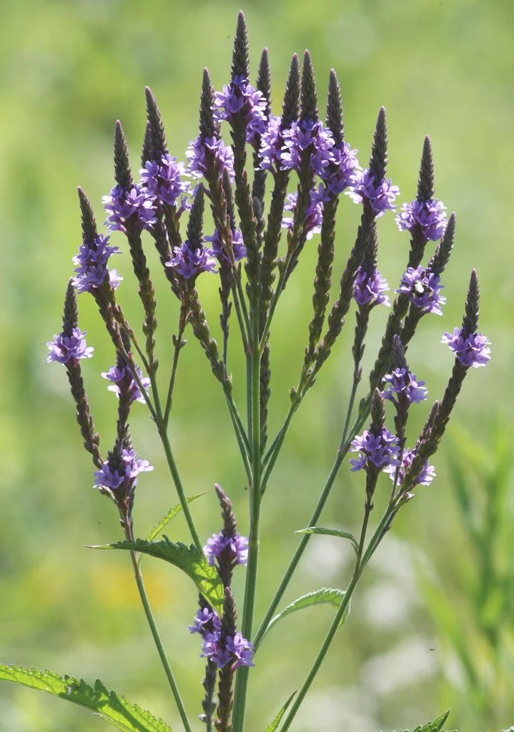 Verbena Hastata