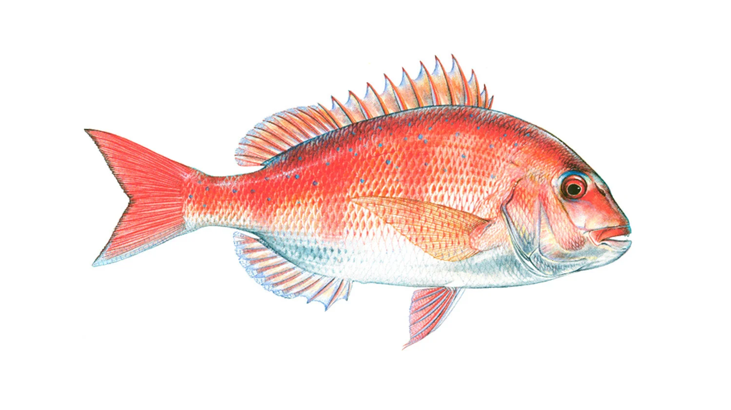 Species — Pescatlantic