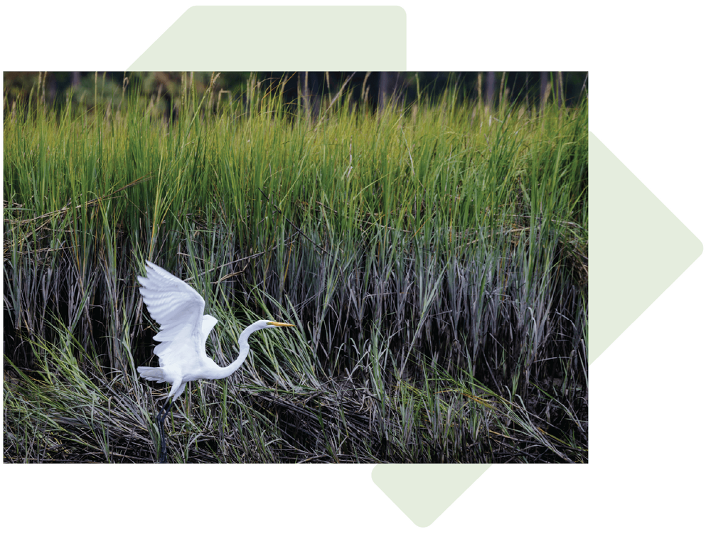 Conservation Support — Sustain SC
