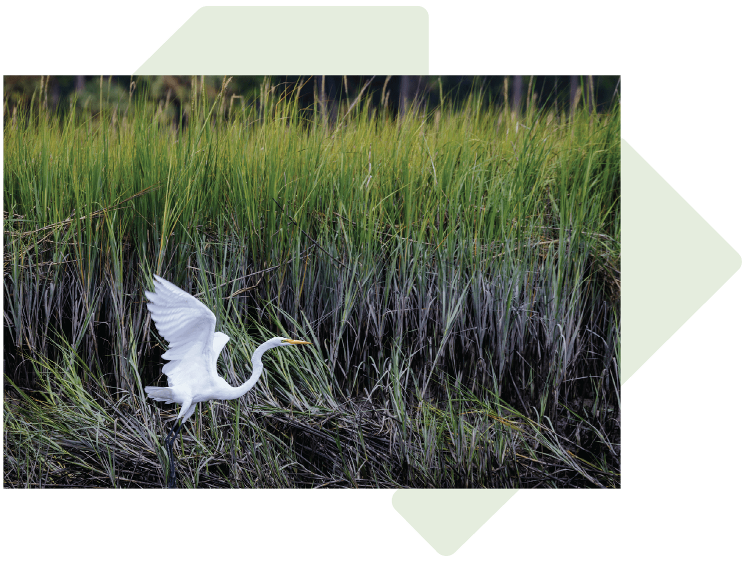 Conservation Support — Sustain SC