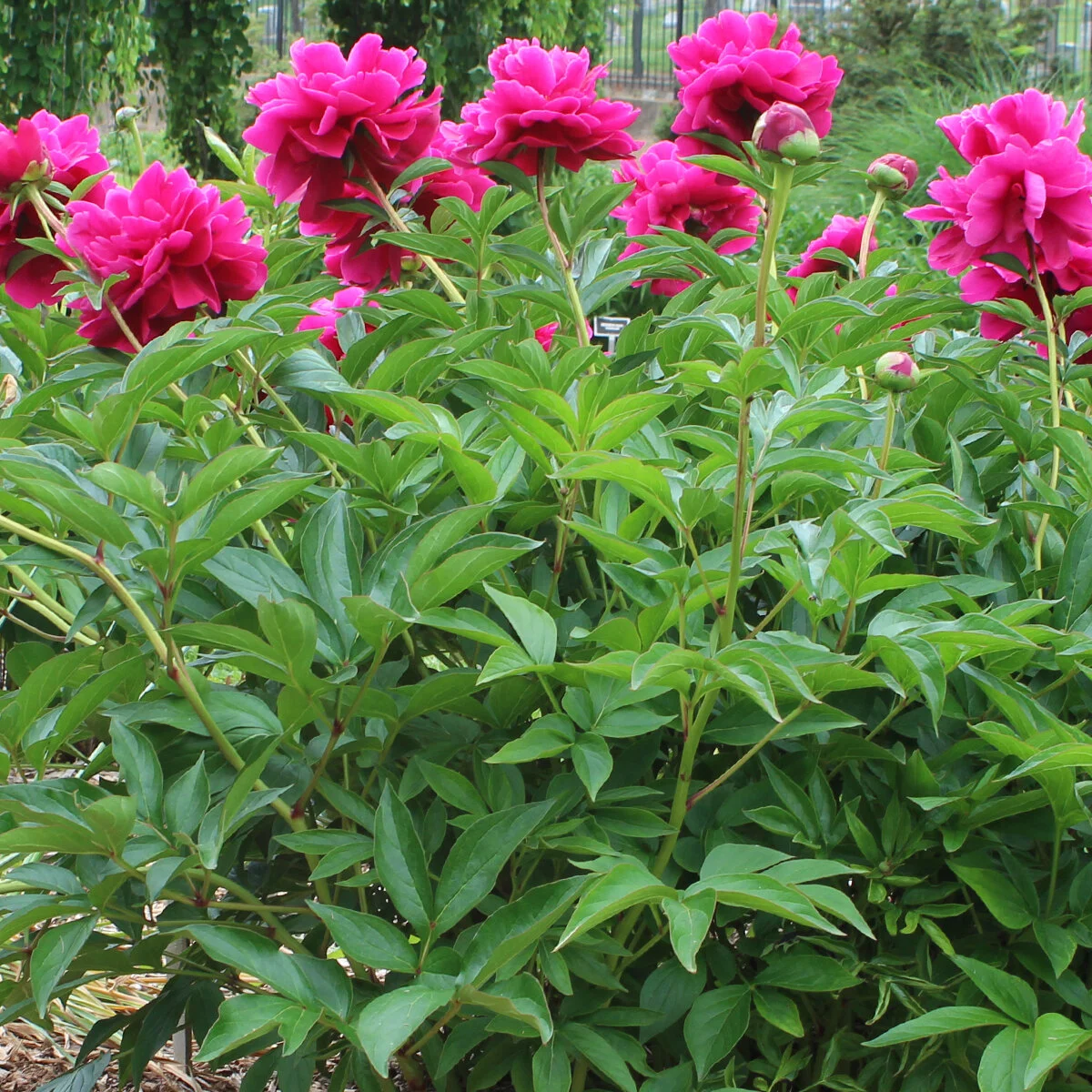 Garden Design and Peony Planting — Peony's Envy