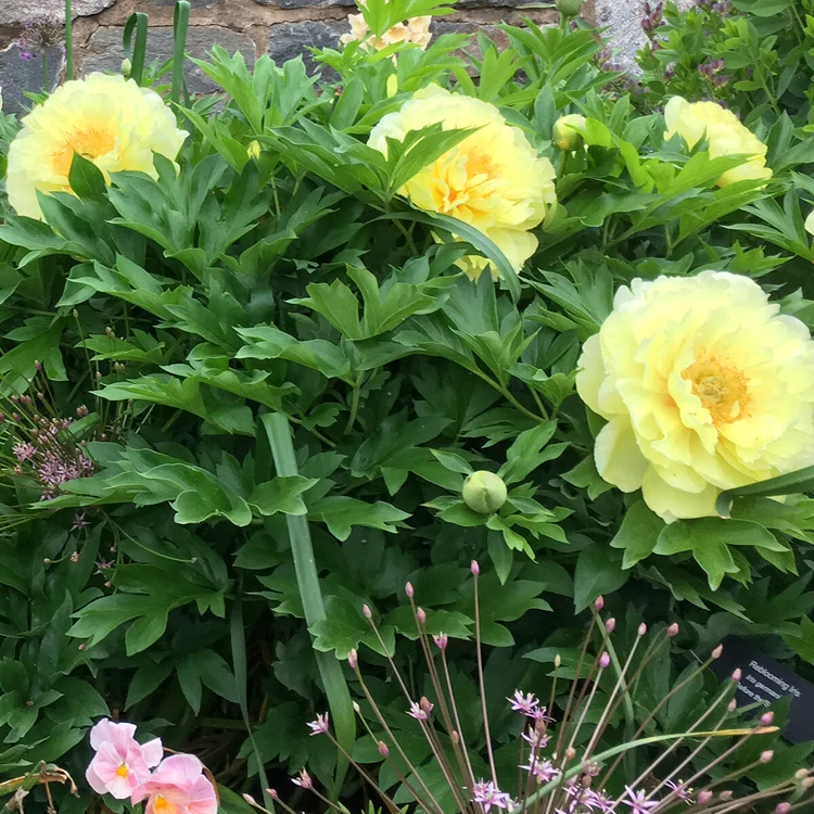 Garden Design and Peony Planting — Peony's Envy