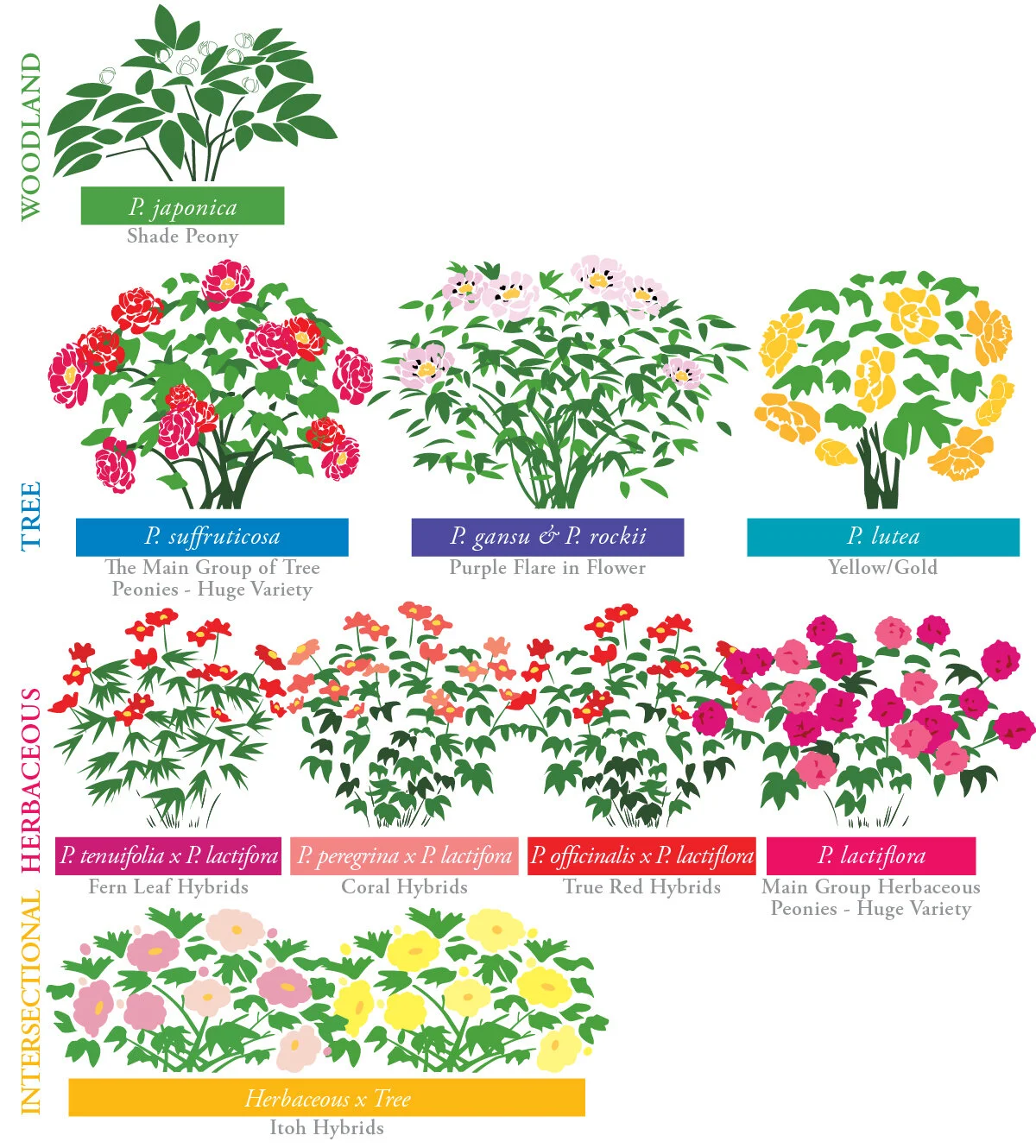 8 Weeks of Bloom — Peony's Envy