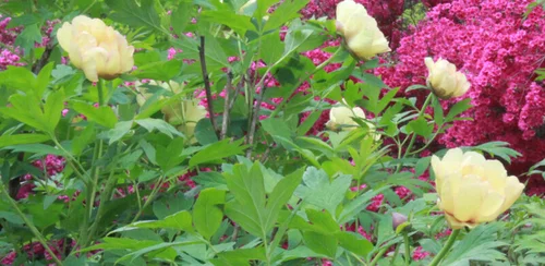 8 Weeks of Bloom — Peony's Envy