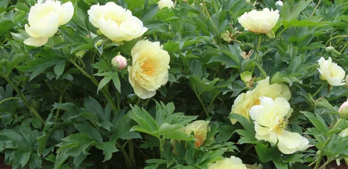 8 Weeks of Bloom — Peony's Envy