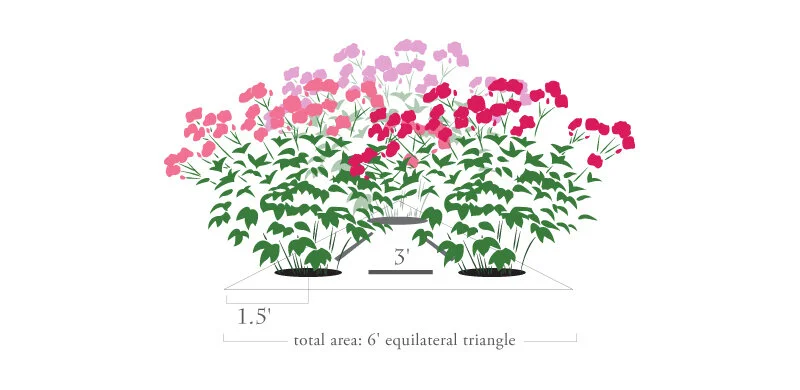 Herbaceous peony — Peony's Envy