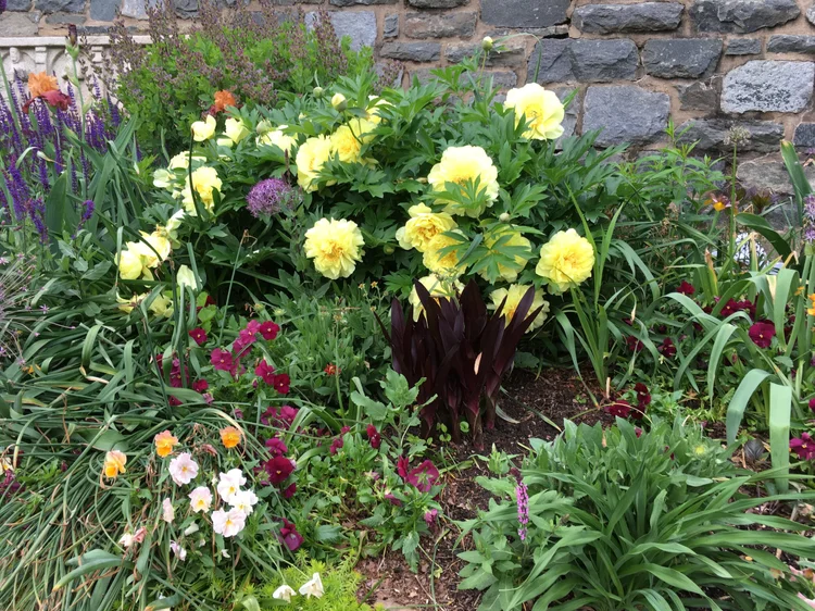 Garden Design and Peony Planting — Peony's Envy
