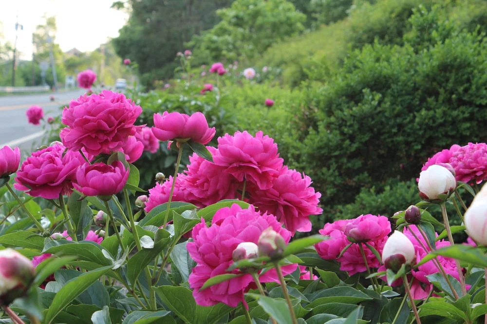 Garden Design and Peony Planting — Peony's Envy