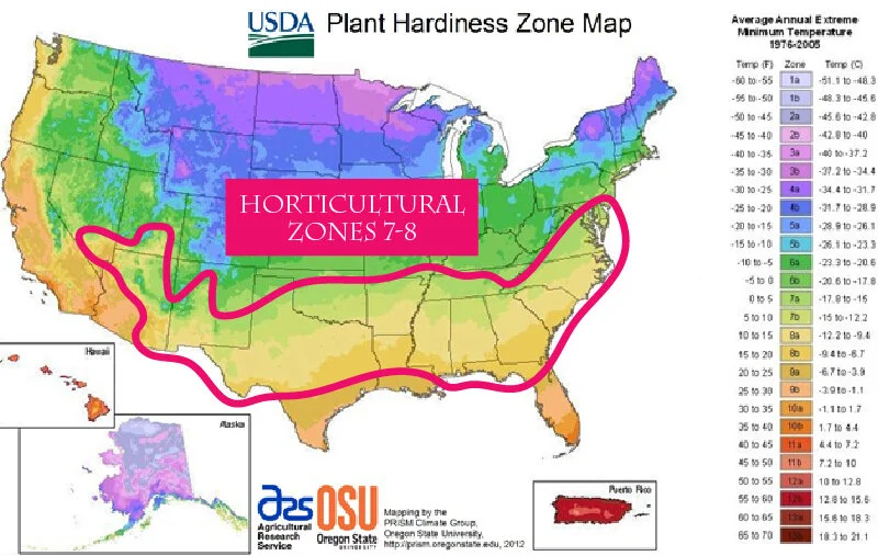 Herbaceous Peony Care — Peony's Envy