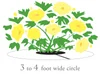 Intersectional peonies — Peony's Envy