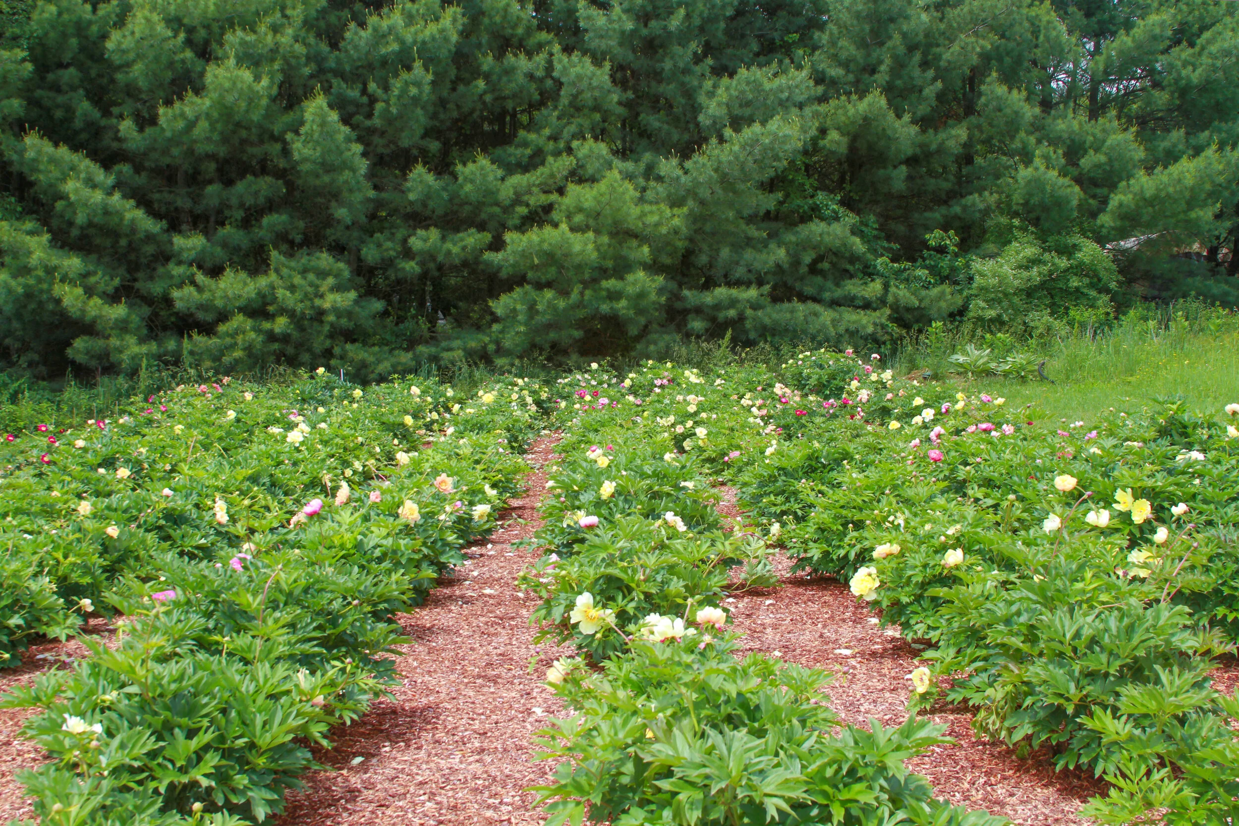 Intersectional peonies — Peony's Envy