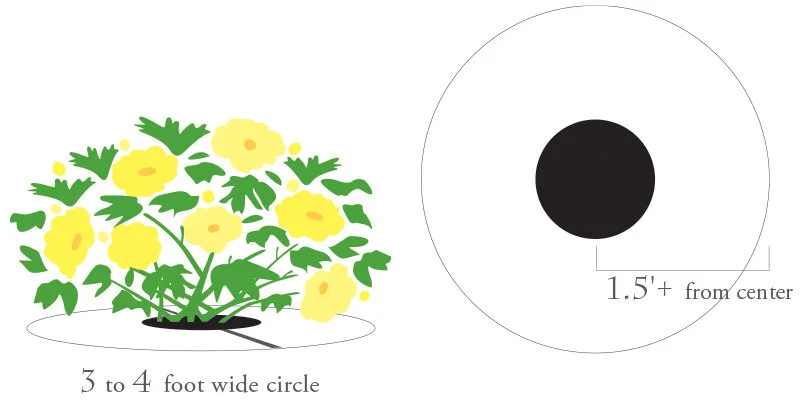 Intersectional Peony Care — Peony's Envy