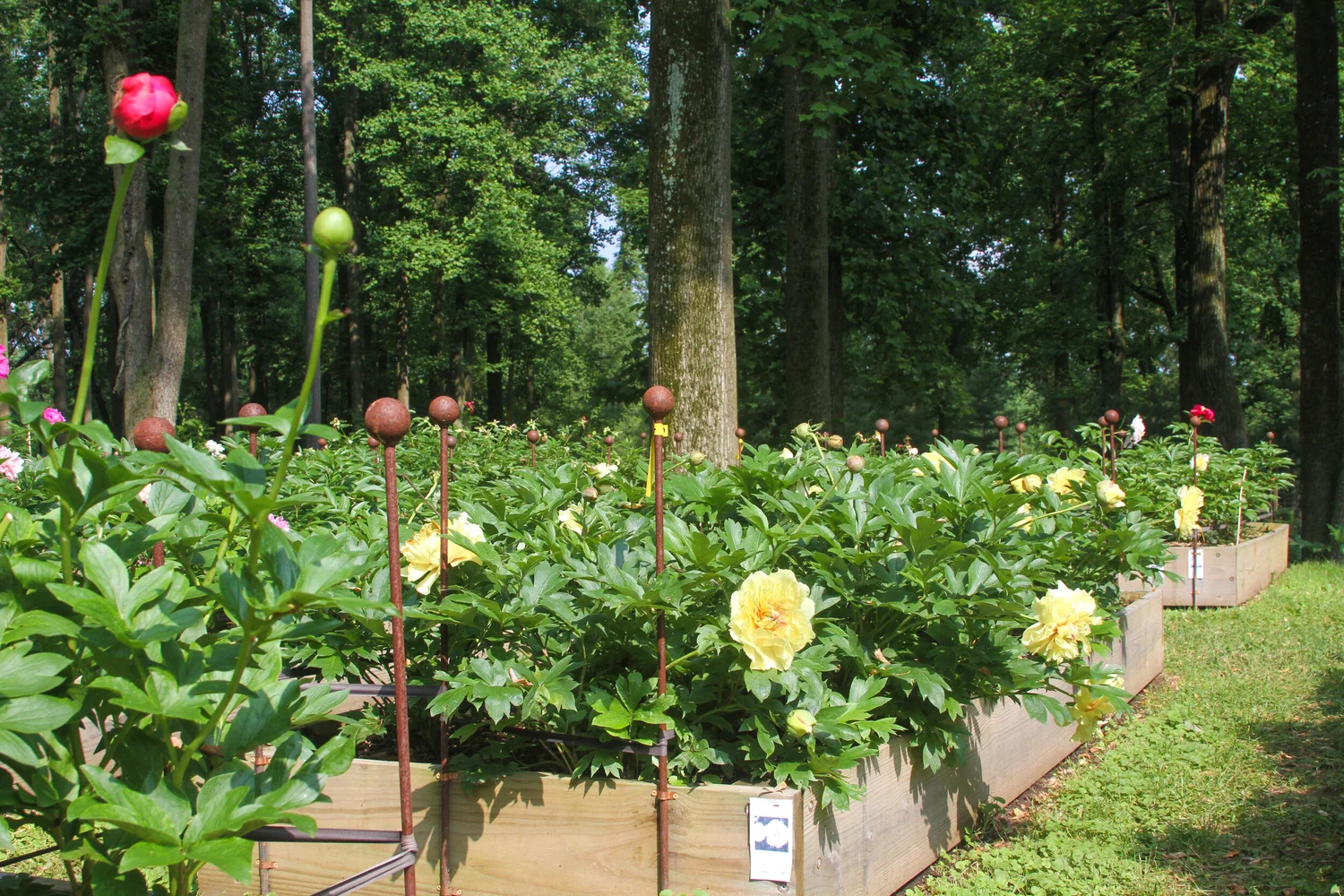 Intersectional peonies — Peony's Envy