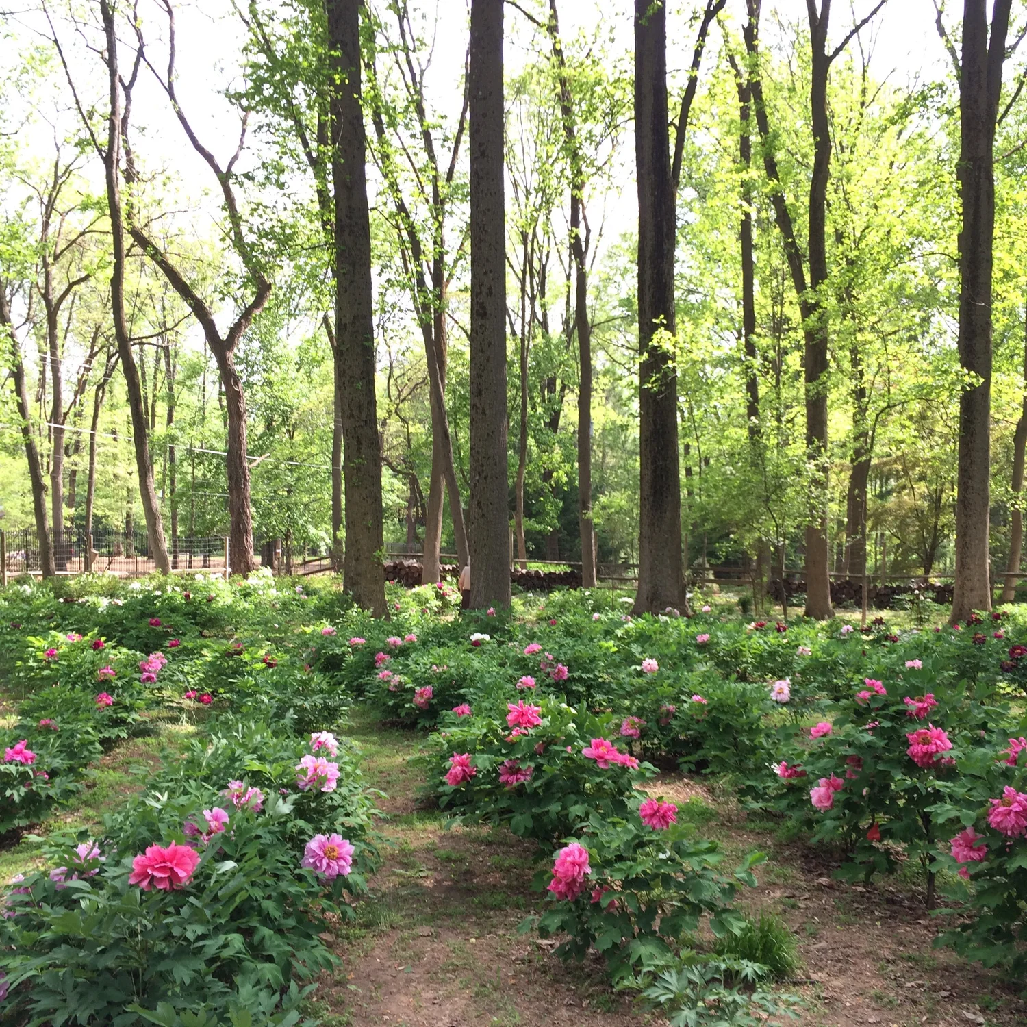 Tree Peony: How to Plant and Grow and Care for Woody Peonies — Peony's Envy