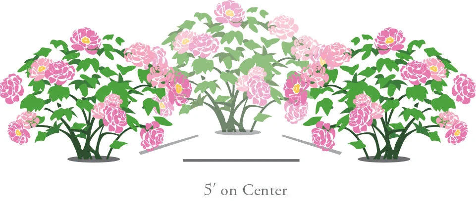 Tree Peony: How to Plant and Grow and Care for Woody Peonies — Peony's Envy