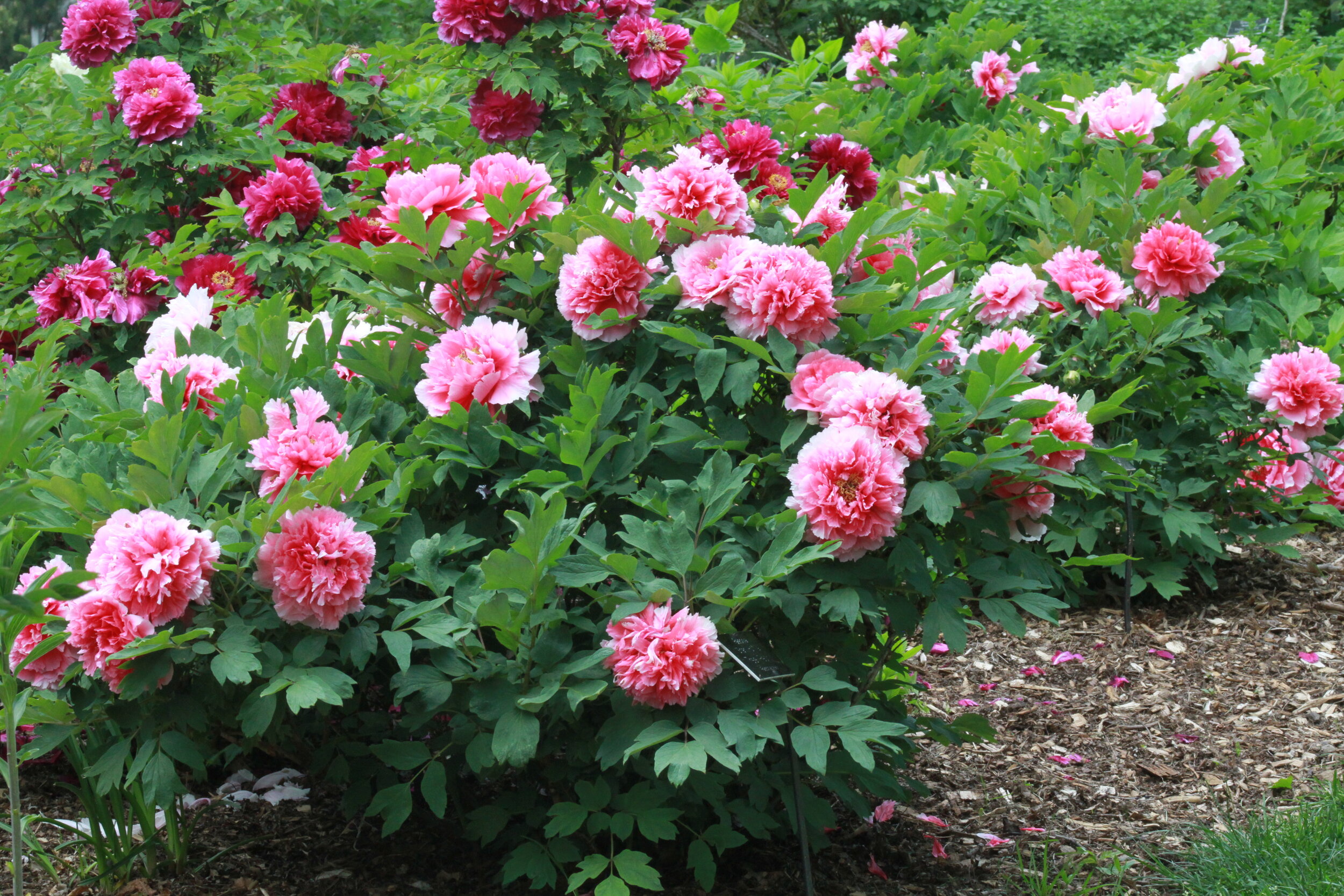 Tree Peony: How to Plant and Grow and Care for Woody Peonies — Peony's Envy