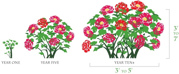 Tree Peony Care — Peony's Envy