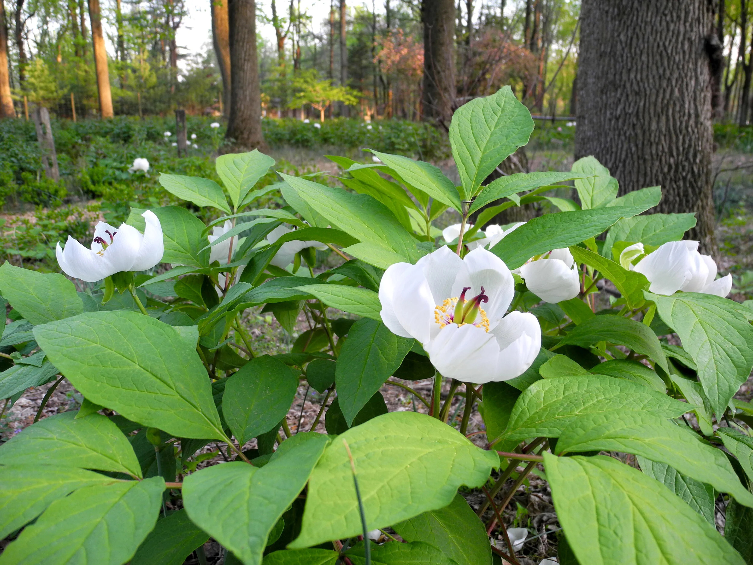 Woodland Peony: How to Plant and Grow and Care for Shade Peonies ...