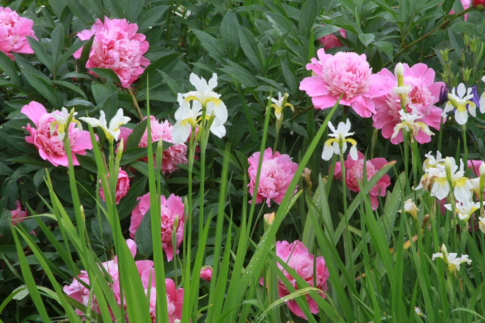 Peony Companion Plants: What to Plant with Peonies — Peony's Envy