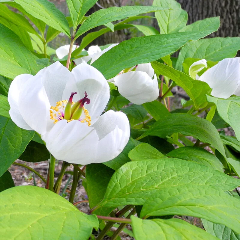 Peony's Envy - Herbaceous, Intersectional, Tree & Woodland Peonies