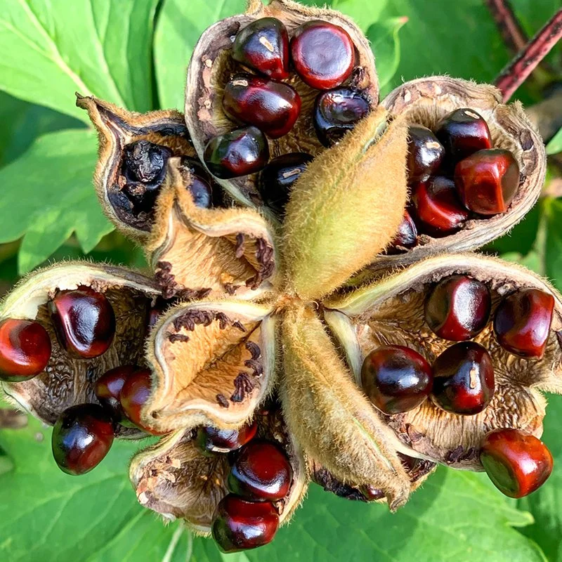 Peony's Envy - Herbaceous, Intersectional, Tree & Woodland Peony ...