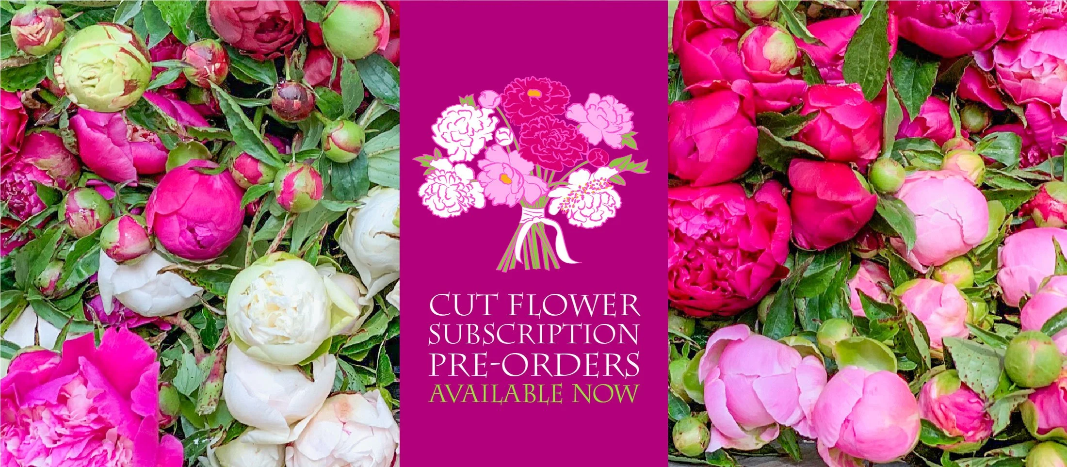 Peony's Envy - Herbaceous, Intersectional, Tree & Woodland Peony ...