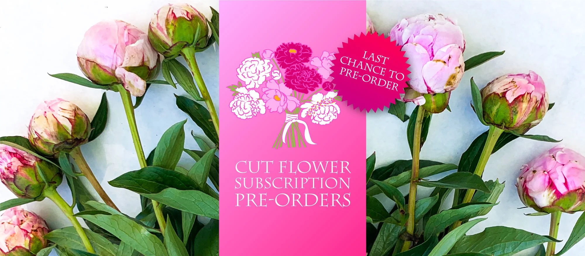 Peony's Envy - Herbaceous, Intersectional, Tree & Woodland Peony ...