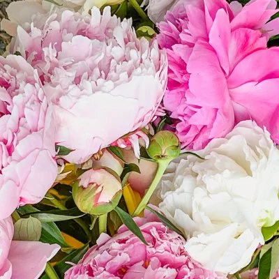 Peony's Envy - Herbaceous, Intersectional, Tree & Woodland Peony ...