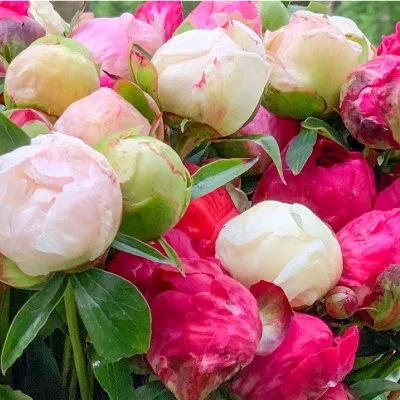 Peony's Envy - Herbaceous, Intersectional, Tree & Woodland Peony ...