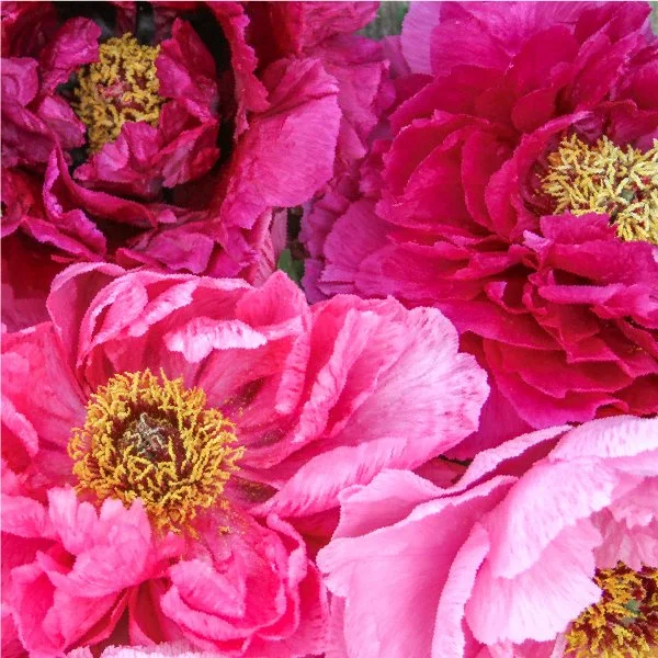 Peony's Envy - Herbaceous, Intersectional, Tree & Woodland Peony ...