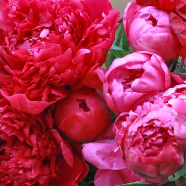 Peony's Envy - Herbaceous, Intersectional, Tree & Woodland Peony ...
