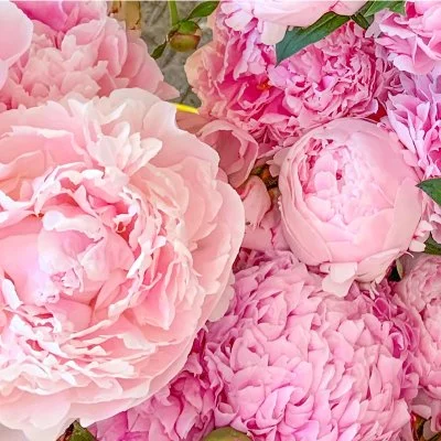 Peony's Envy - Herbaceous, Intersectional, Tree & Woodland Peony ...