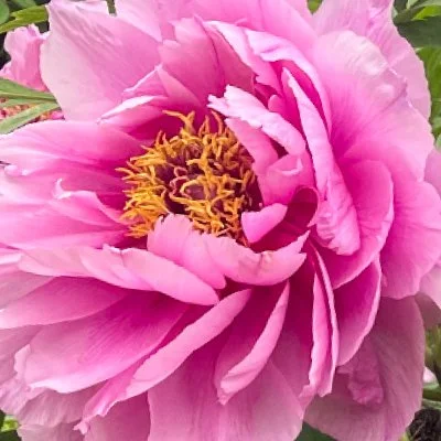 Peony's Envy - Herbaceous, Intersectional, Tree & Woodland Peony ...