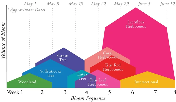 8 Weeks of Bloom — Peony's Envy