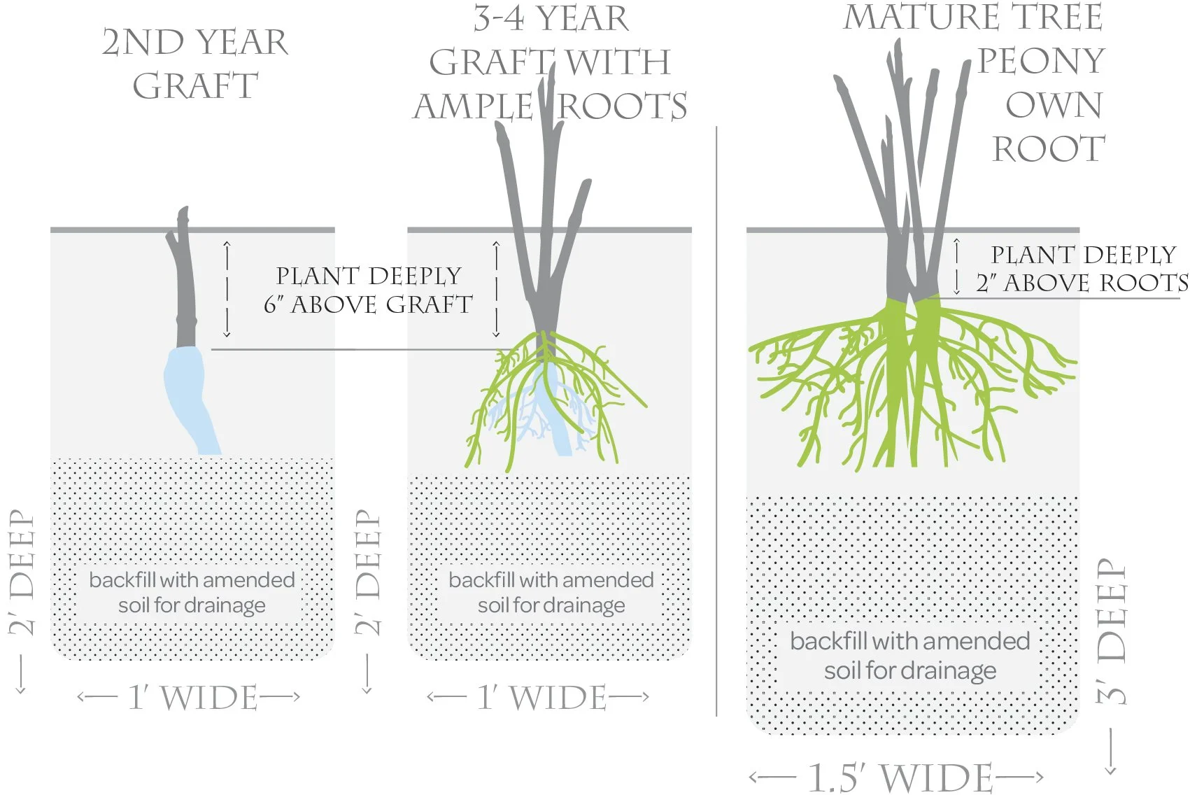Tree Peony: How to Plant and Grow and Care for Woody Peonies — Peony's Envy
