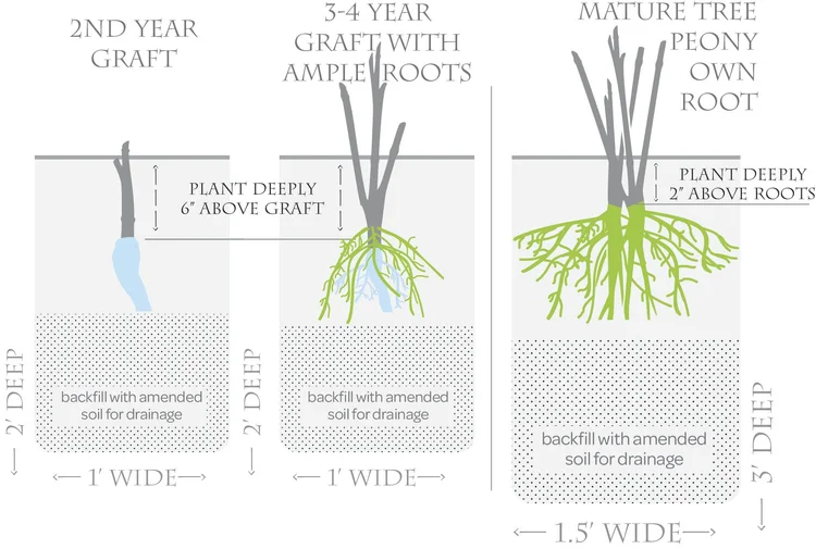 Tree Peony: How to Plant and Grow and Care for Woody Peonies — Peony's Envy