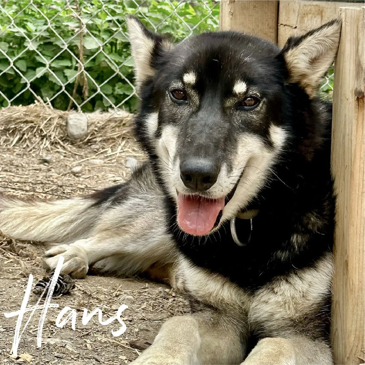 Meet of Sled Dogs — Cast Outdoor Adventures