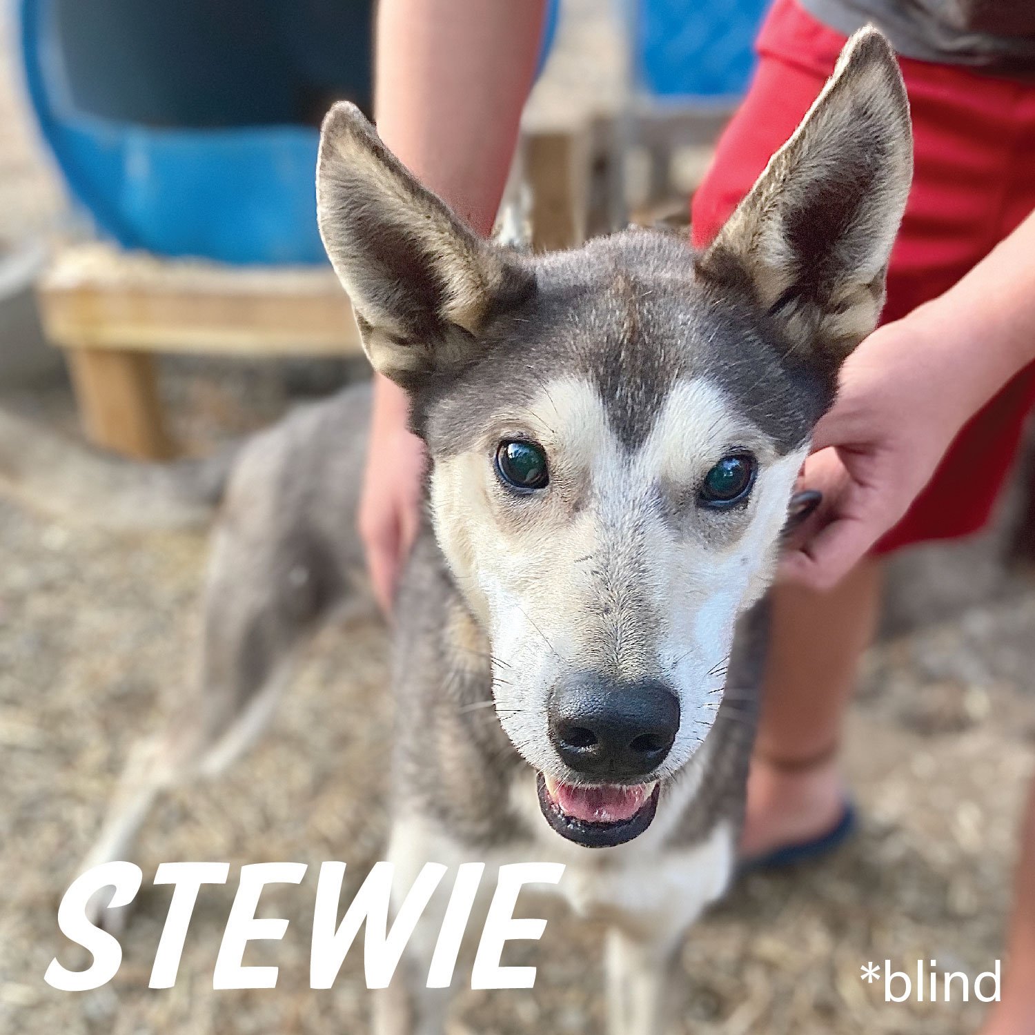 Meet of Sled Dogs — Cast Outdoor Adventures