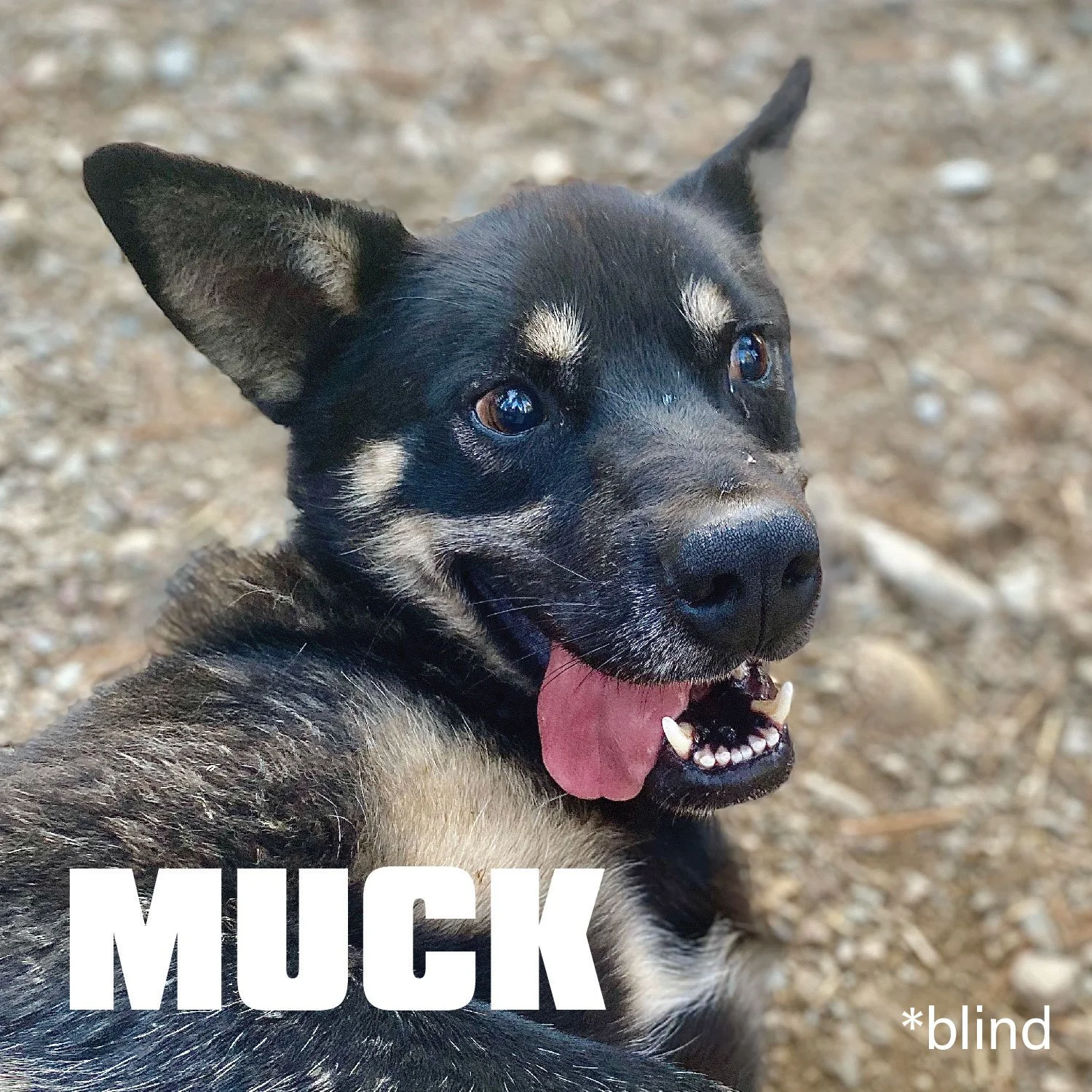 Meet of Sled Dogs — Cast Outdoor Adventures