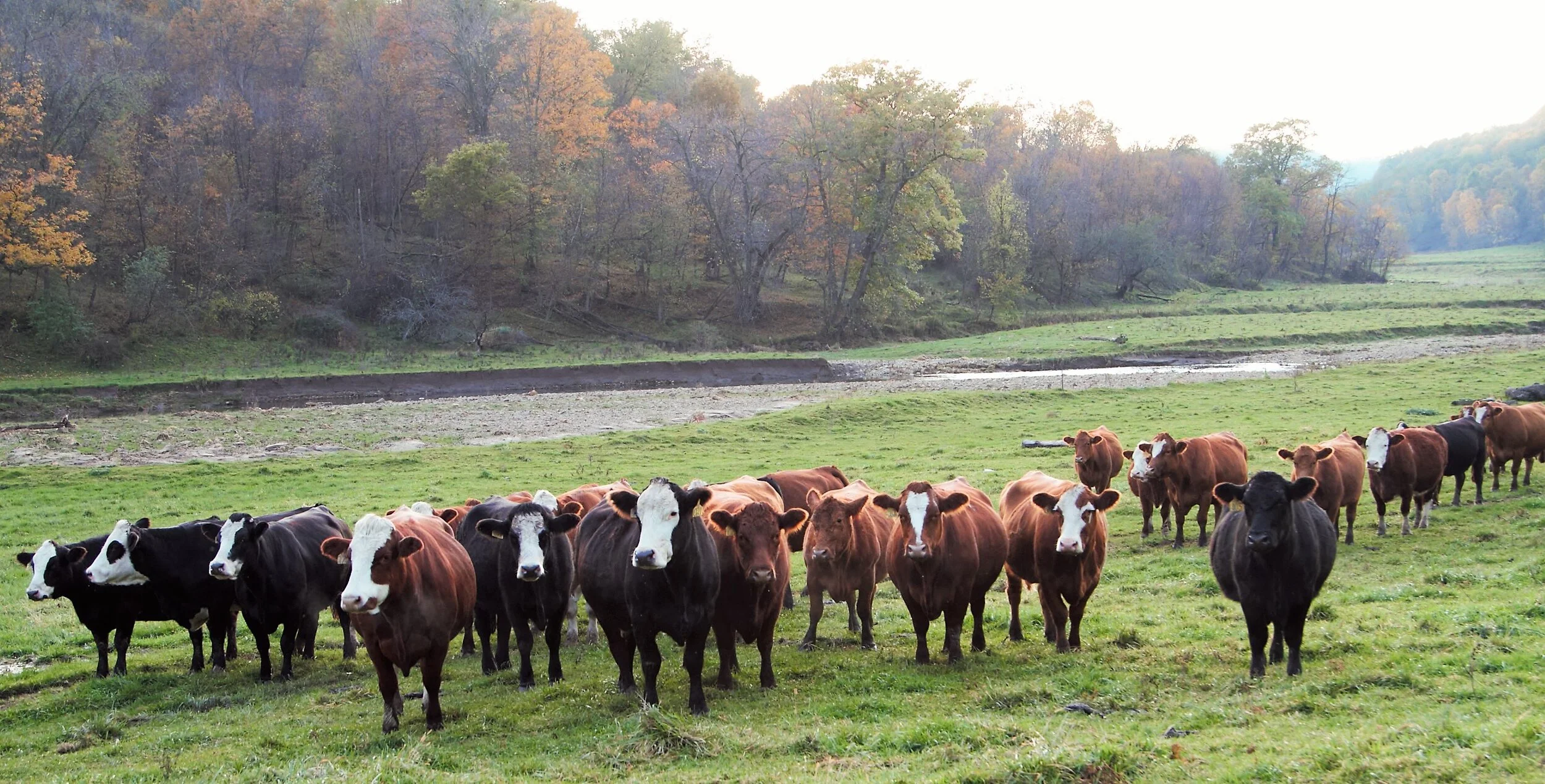 PASTURE TOUR — RL FLECKVIEH LIMEROCK RANCH