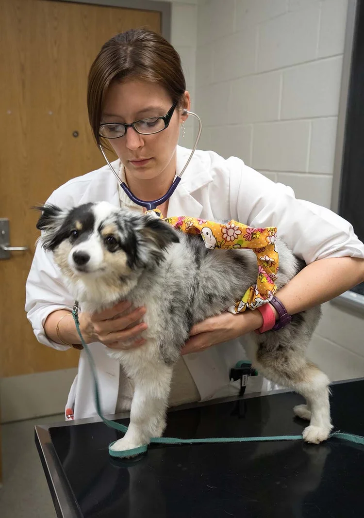 Veterinarian Education