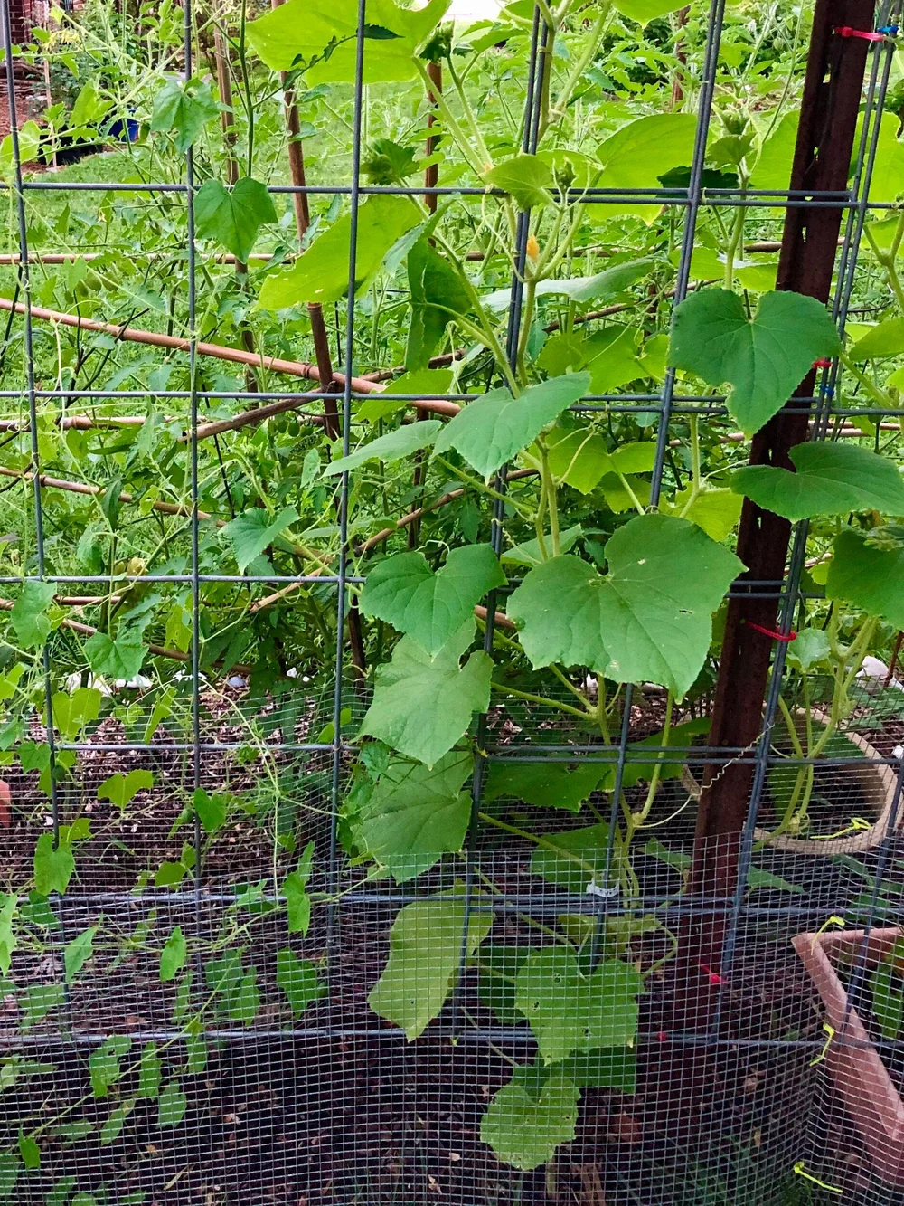 10 Vegetables to Grow Vertically in the Home Garden — Sowing in Suburbia