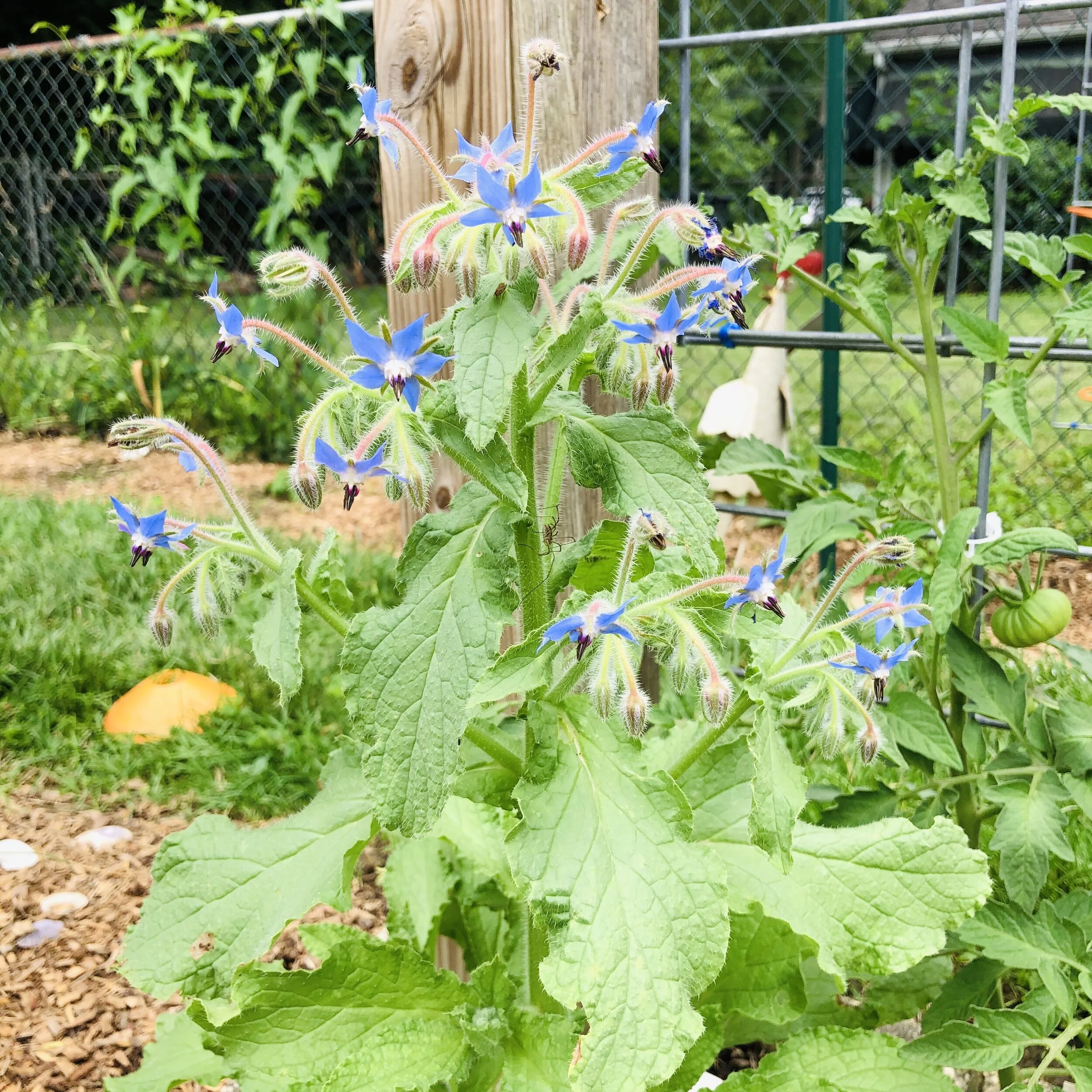 How to Grow a Thriving Pollinator Garden with Edible Flowers — Sowing ...