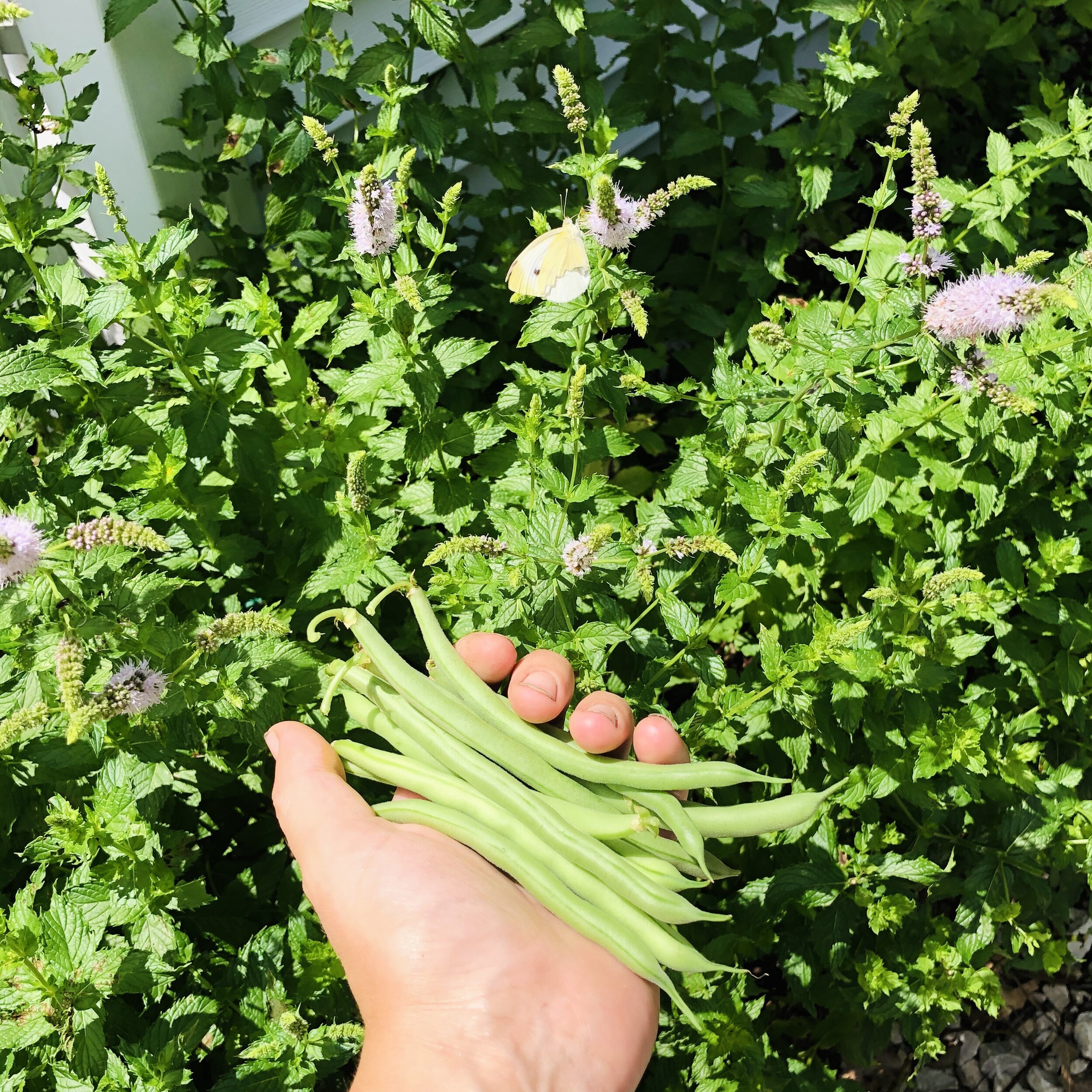 Create a Thriving Pollinator Garden with Edible Flowers — Sowing in ...