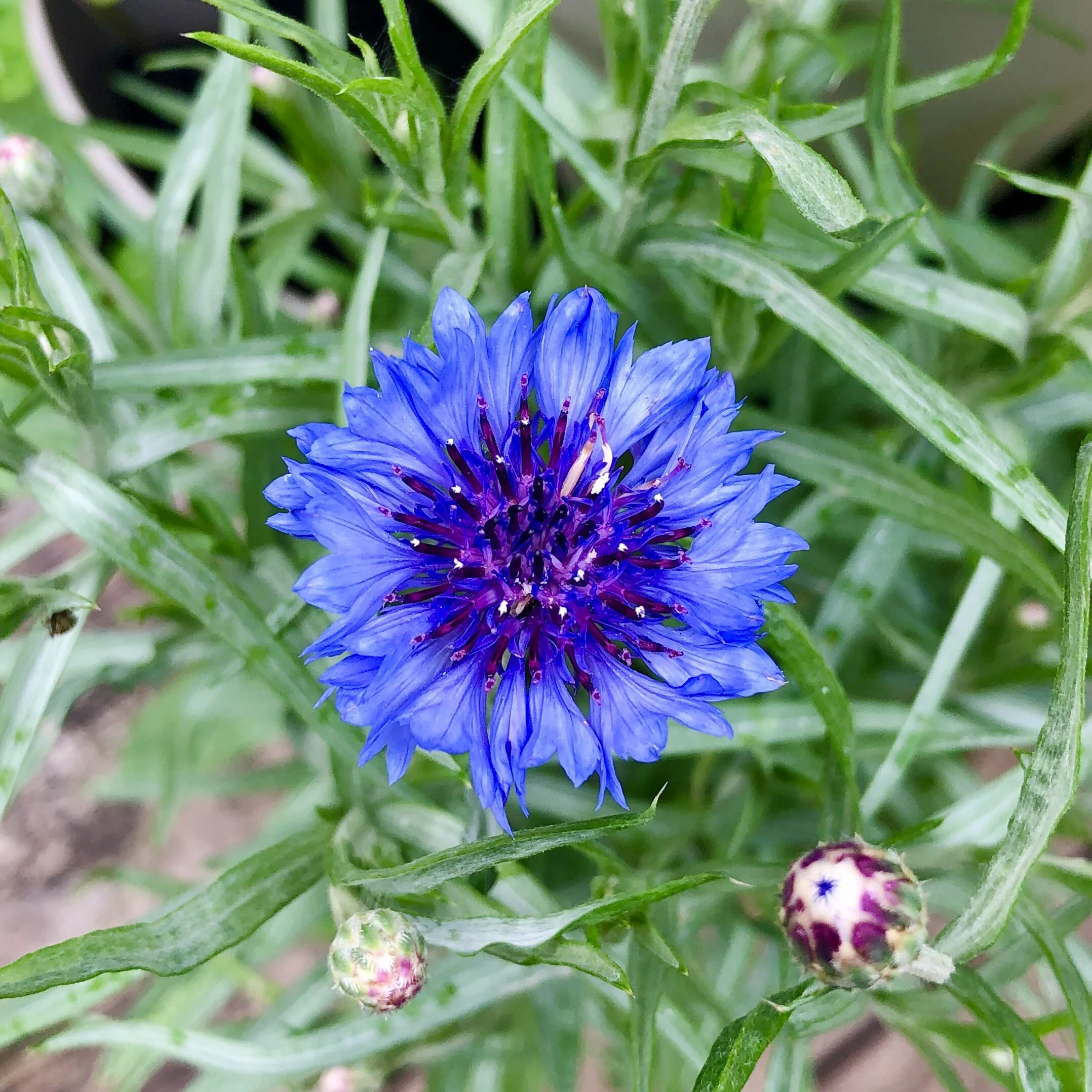 8 Pollinator-Friendly Plants for Your Edible Landscape — Sowing in Suburbia