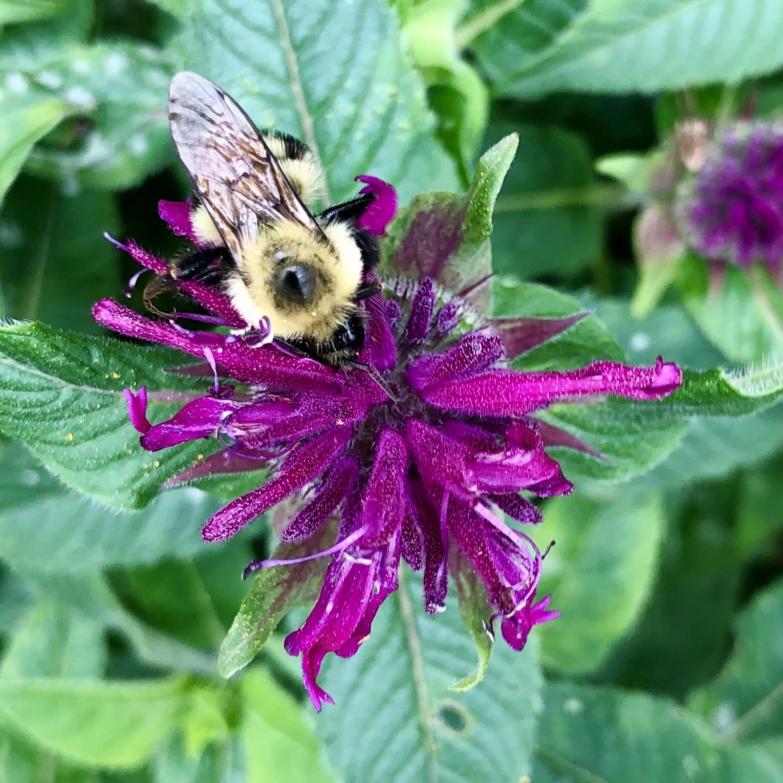 8 Pollinator-Friendly Plants for Your Edible Landscape — Sowing in Suburbia