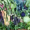How to Extend Your Garden’s Growing Season Year-Round — Sowing in Suburbia
